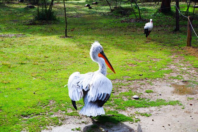 Day Tour of Berat and Karavasta Lagoon From Tirana&Durres - Understanding the Value: What Your Tour Includes