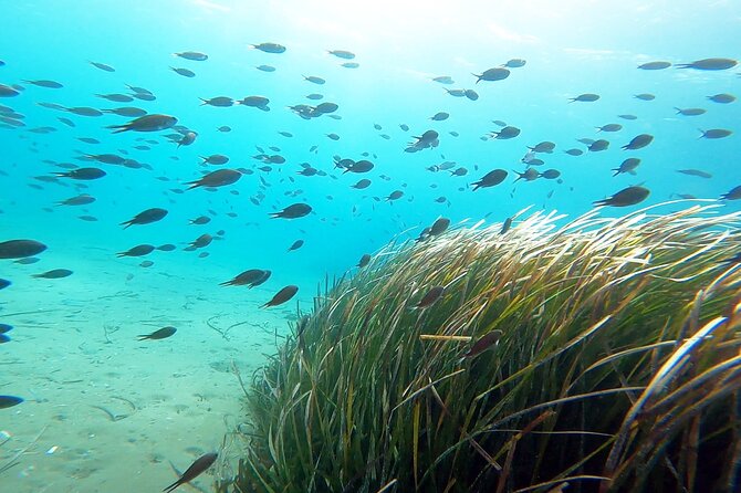 Discover Scuba Diving Experience Review - Booking Information and Availability