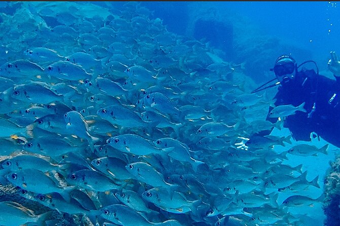 Discover Scuba Diving, Tenerife. Photos and Videos Included - Health and Safety Considerations