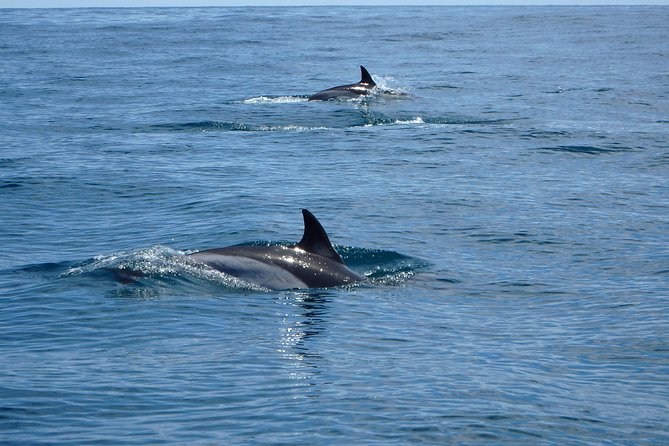 Dolphin Route - Insights From Recent Reviews