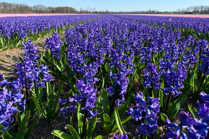 Enjoy the Tulip Fields by Bicycle With a Local Guide! Tulip Bike Tour! - What to Expect on the Tulip Bike Tour