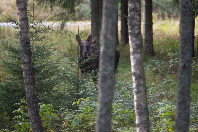 Evening Wildlife Safari Stockholm - Dining and Refreshments