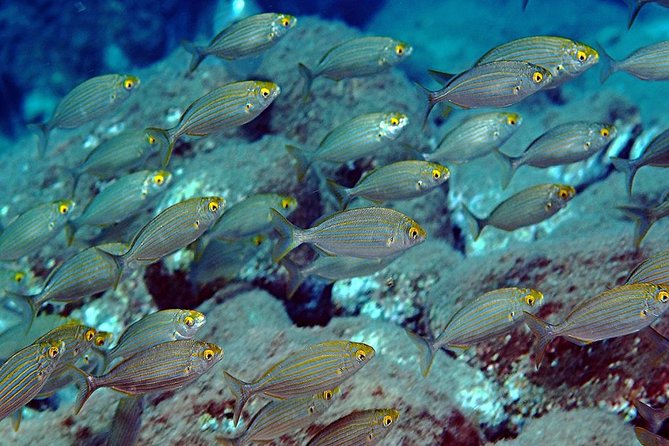 Exciting PADI Discover Scuba Diving Experience Isola Bella Marine Park Taormina - Meeting Point and Logistics