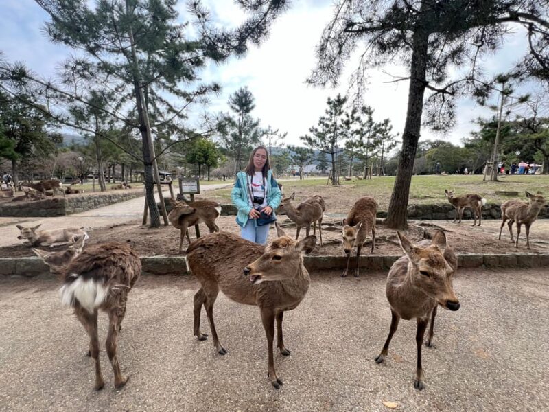From Osaka/Kyoto:Private Kyoto-Nara Day Tour - Customer Experience and Reviews