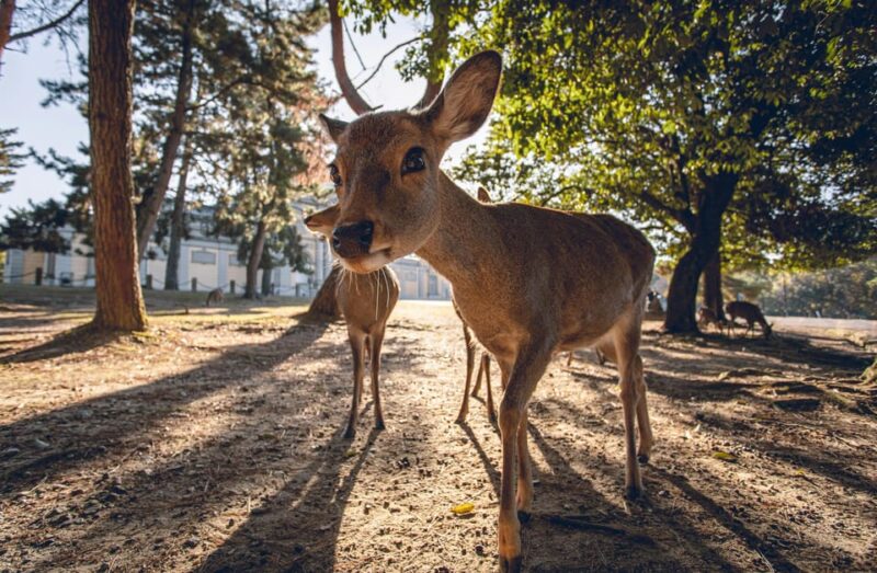 From Osaka: Nara Private Customizable Day Tour - Communication and Pickup Details