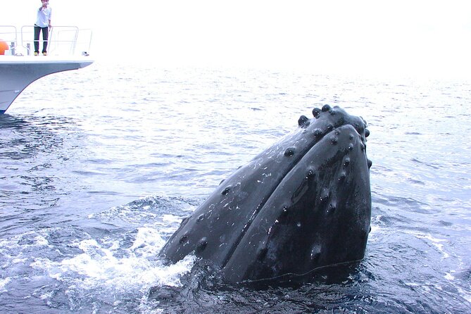 Full Day Guided Boat 2diving in Kerama Islands（License Required） - Activity Details