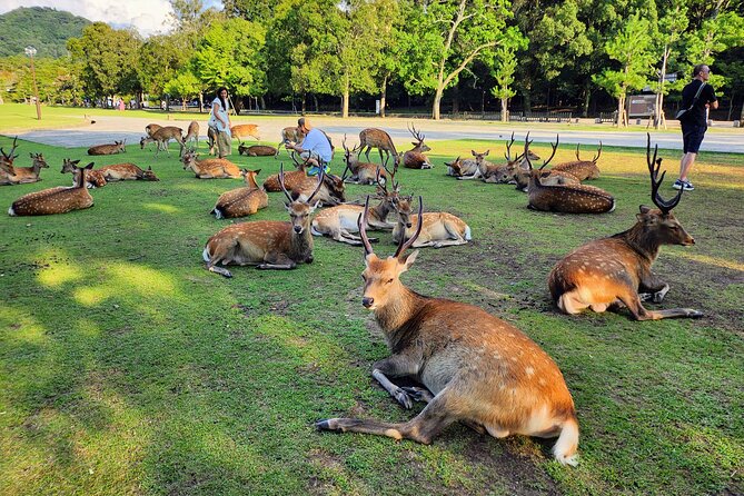 Full Day Guided Tour to Kyoto and Nara From Osaka by Van - Traveler Feedback