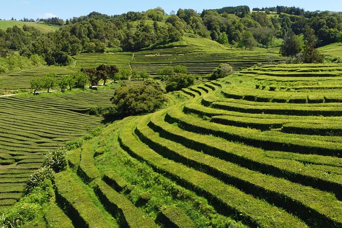 Full-Day Jeep Tour to Furnas - About the Tour Operator