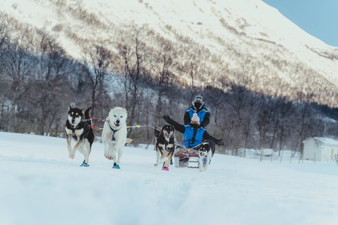 Fun & Easy Dog Sledding Adventure - Early Bird 08:10 - Unique Features
