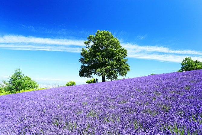 Furano & Biei 4 Hour Tour: English Speaking Driver Only, No Guide - Customizable Itinerary Options