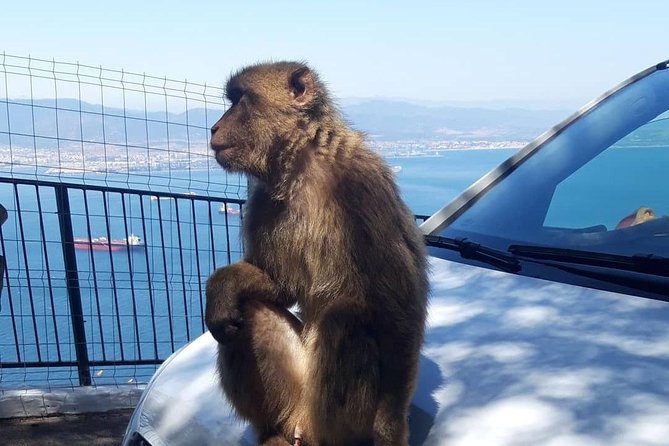 Gibraltar Sightseeing :SKYWALK AND SUSPENSION BRIDGE TOUR (Private) - Exploring Gibraltars Landmarks