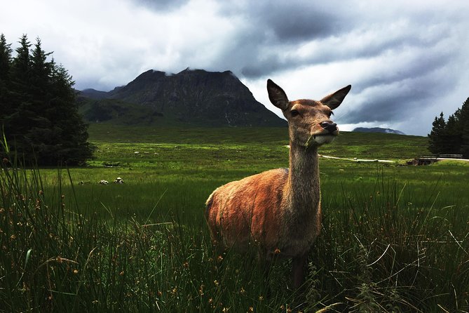 Glencoe & Highlands: Private Land Rover Tour - Exceptional Customer Feedback and Experiences