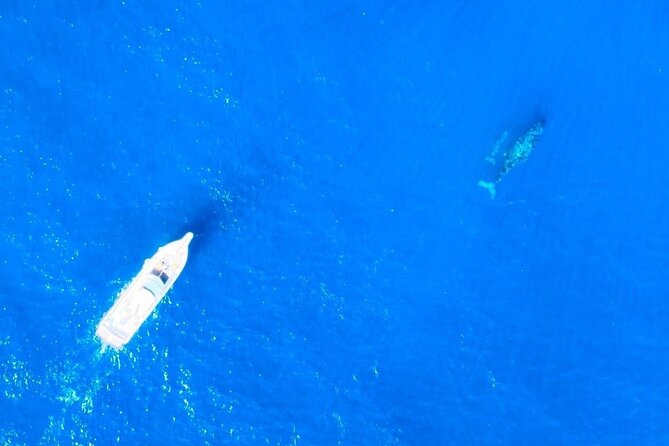 Great Whale Watching at Kerama Islands and Zamami Island - Customer Reviews and Experiences