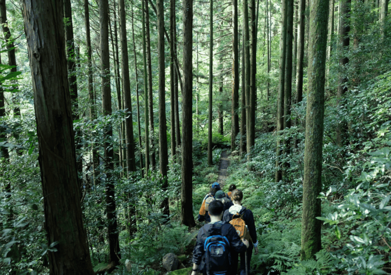 Hakone Hachiri: Old Tokaido Highway Hiking Tour - Discovering the Charm of Edo-Period Travel