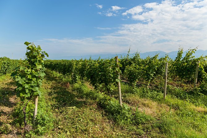 Highlights of Kakheti Region-Signagi,Bodbe,Wine Tasting(Private Tour) - Inclusions and Pricing