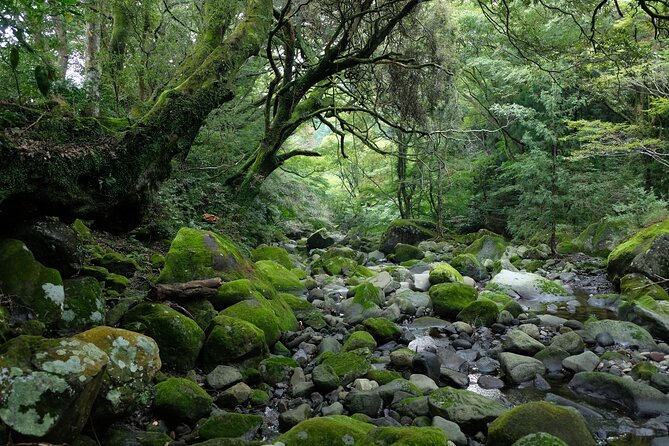 Hike Japan Heritage Hakone Hachiri (Half Day) - Customer Feedback and Experiences