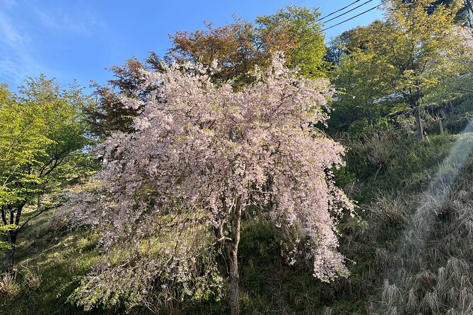 Historic and Natural Guided Hike in Yoshino - Natural Wonders Along the Trail