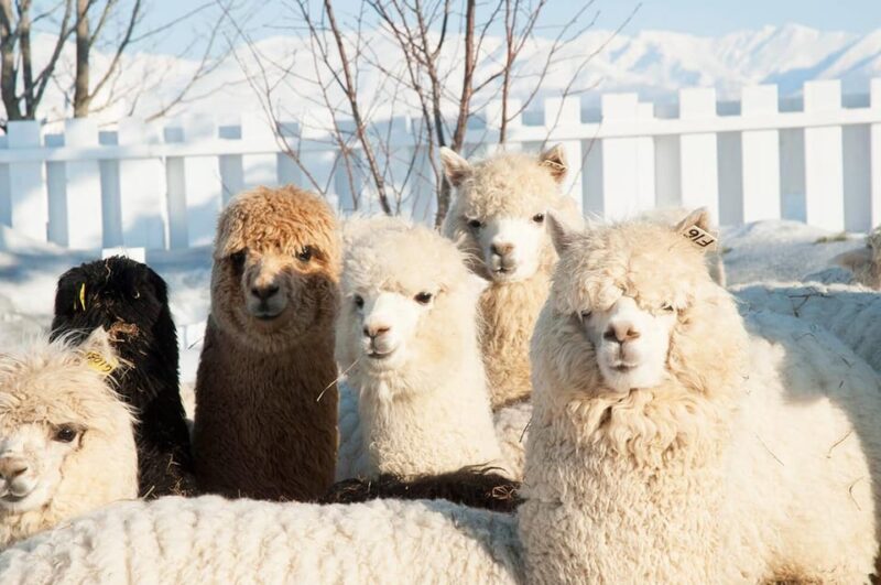Hokkaido 1-Day Trip: Asahiyama Zoo, Biei and Ningle Terrace - Meeting Point and Arrival Time