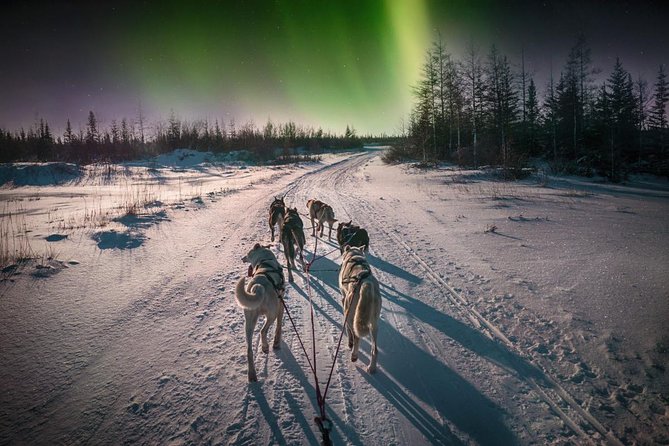 Hunting Northern Lights With Husky - Capturing the Moment: Photographing the Spectacle
