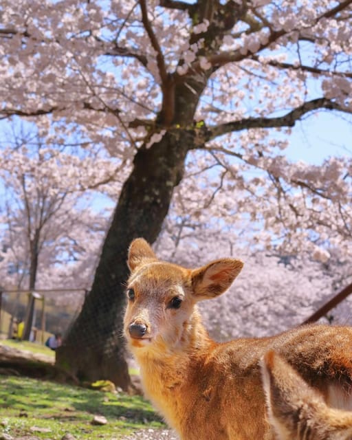 Kansai 10-Hour Chartered Day Trip｜Nara City - Accessibility and Accommodations