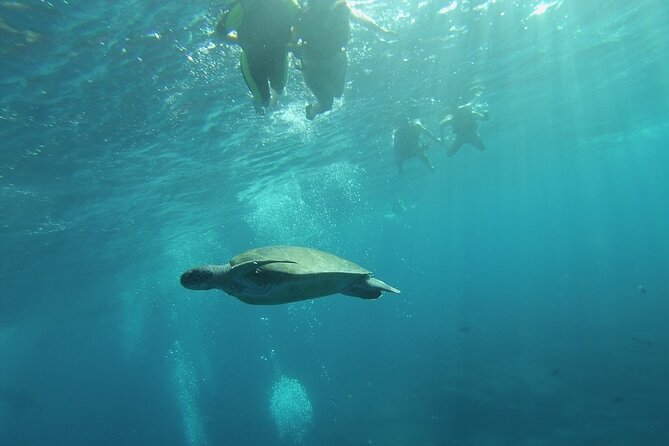 Kayak Route in Tenerife South: Review - Booking and Cancellation Policy