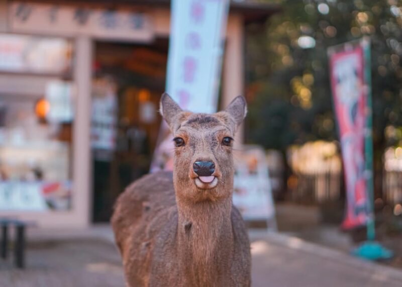 Kyoto to Nara: Private Day Trip With a Local - Getting There and Returning