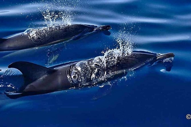 Lanzarote Sea Safari From Puerto Calero - Traveler Feedback and Highlights