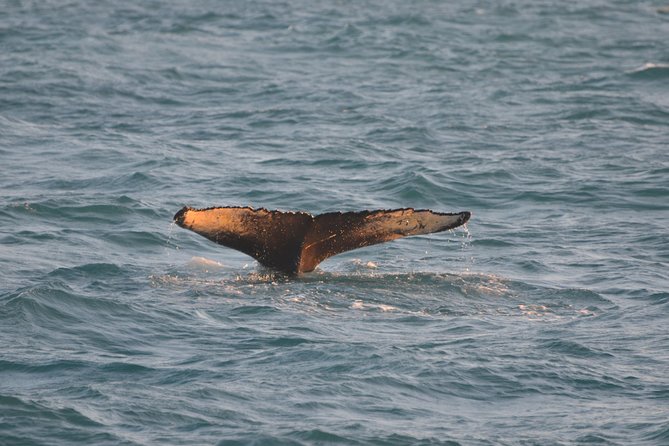 Magical Whales in the Midnight Sun | From Reykjavik - Customer Reviews and Ratings