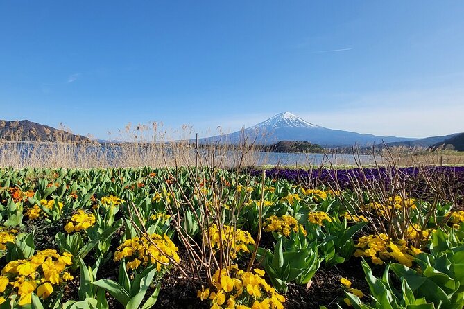 Mount Fuji & Hakone Private Customized Sightseeing English Trip - Customer Reviews and Experiences
