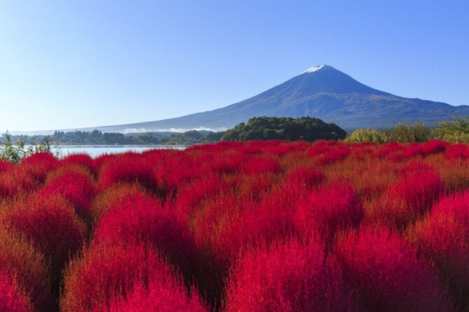 Mt Fuji, Panoramic Ropeway & Seasonal Fruits Picking - Lunch Experience