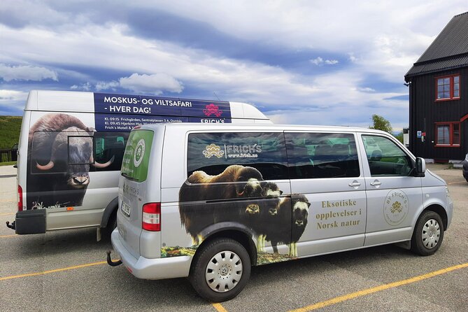 Muskox Safari From Hjerkinn | Dovre & Lesja Aktiv - Whats Included and Additional Info