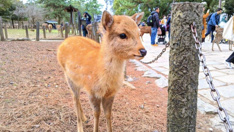 Nara: City Highlights Shared Group or Private Bike Tour - Biking Through Naras Landmarks