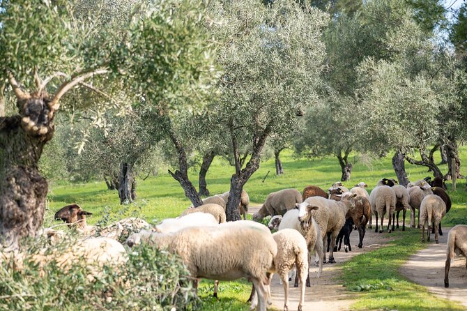Oil Mill Museum and Olive Oil Tasting Review - Accessibility and Amenities