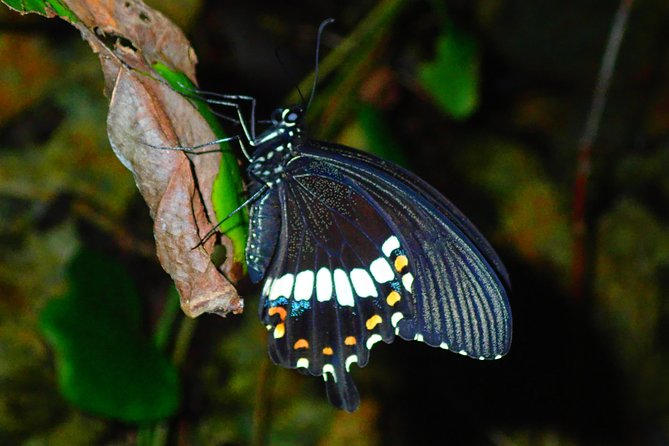 Okinawa Miyako Star Gazing and Subtropical Jungle Night Tour - Meeting and Pickup Details