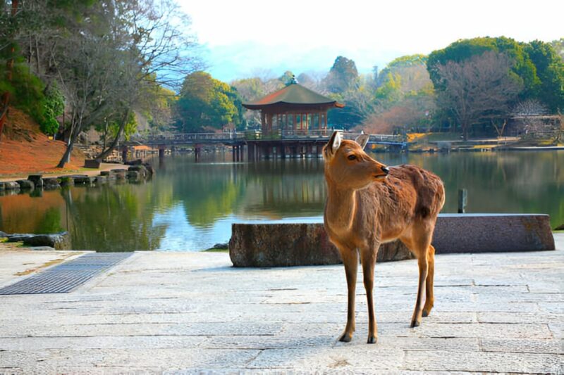 Osaka/Kyoto: Private Kyoto and Nara Day Trip - Discovering the Arashiyama Bamboo Forest