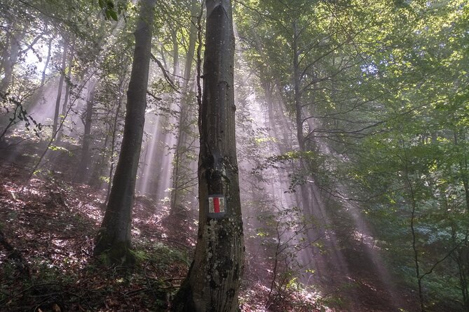 Piatra Craiului National Park Private Hiking Tour From Brasov - Positive Traveler Testimonials