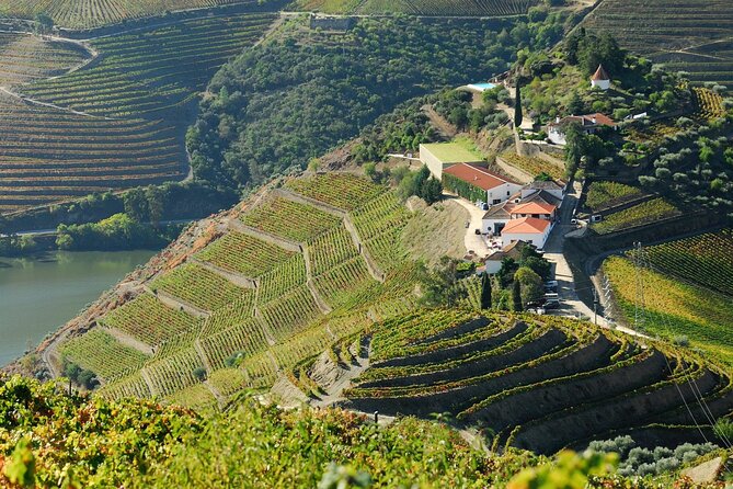 Porto Douro Valley Full-Day Wine Tasting, River Cruise and Lunch - Lunch