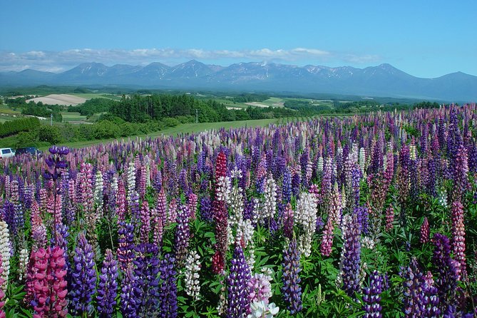 Private Car Tour of Furano and Biei in Hokkaido With Local Guide - Discovering the Beauty of Furano and Biei