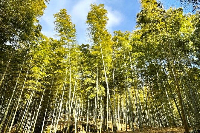 Private Fushimi Red Gates & Secret Bamboo Mountain Trekking Tour - What to Expect on the Tour