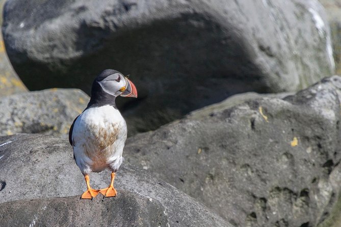 Reykjavik Shore Excursion: Puffin Sightseeing Cruise - Accessibility and Family-Friendly Options