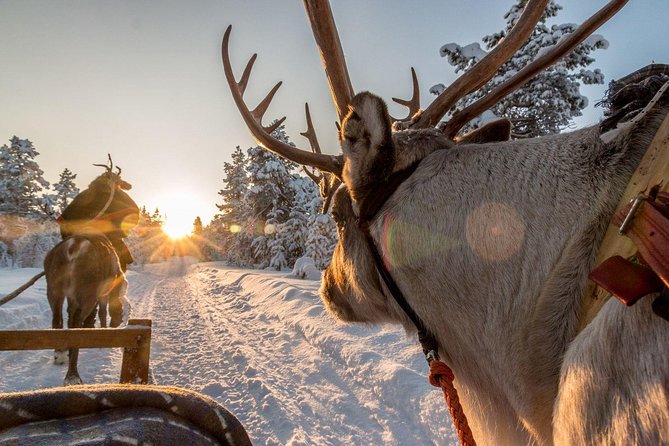 Santa Claus Village Guided Tour & Arctic Animals Adventure - Tips for Making the Most of Your Adventure
