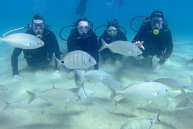 Scuba Diving (Basic Diver - 2 Dives) - Pricing and Booking