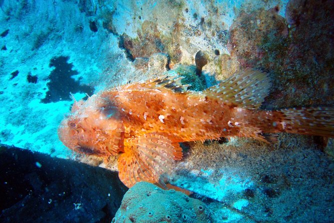 Scuba Diving in Naxos by Bluefindivers - Dive in Greece - Amazing Diving Spots - Booking and Cancellation Policy