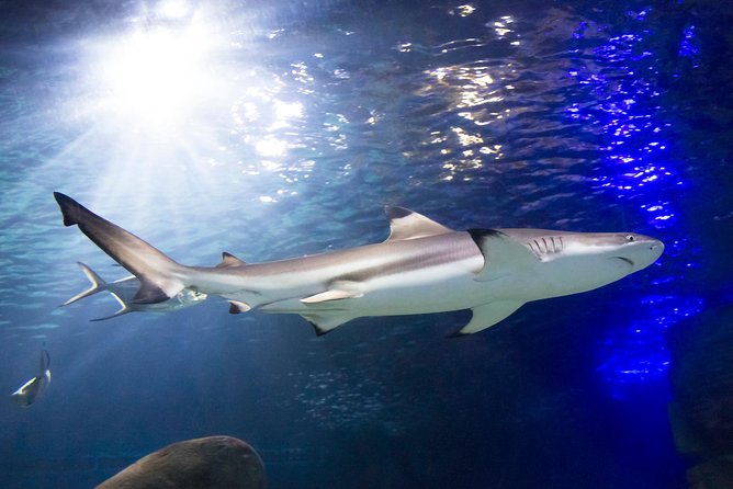 SEA LIFE Munich Admission Ticket - Getting to SEA LIFE Munich