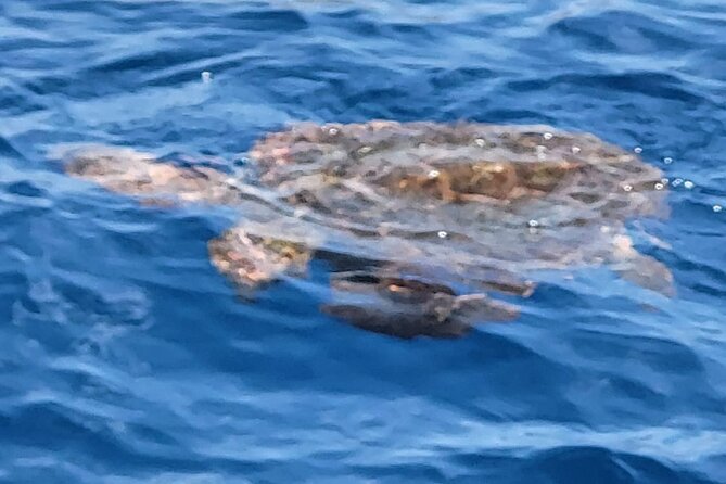 SEA SAFARI Dolphins, Whales, 3h Speedboat DISCOVERY-TOUR - Memorable Moments Shared by Travelers