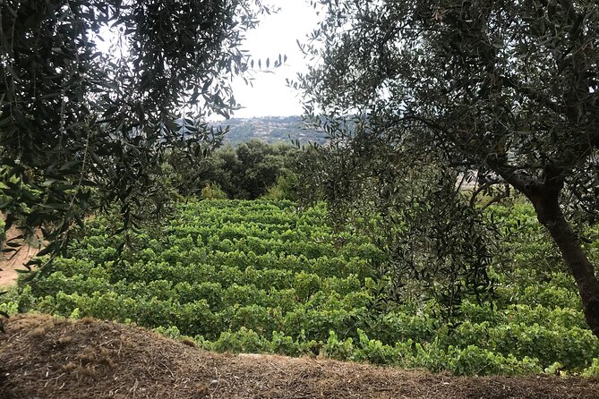 Semi Private Organic Wine & Food Tasting Tour (From Nice) - Customizing Your Wine Tasting Experience