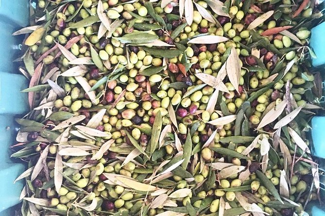 Semi Private Wine and Olive Oil Tour (Transfer & Lunch Incl.) - Recommendations for a Comfortable Tour