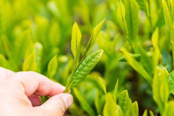 Shizuoka Tea Picking Private Experience - Cultural Immersion and Learning