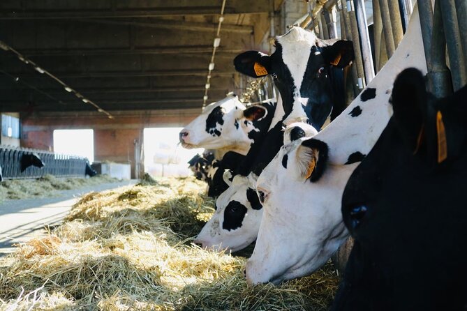Slow Parma Food Experience Half Day Private Tour and Tasting - Transportation and Pickup Details