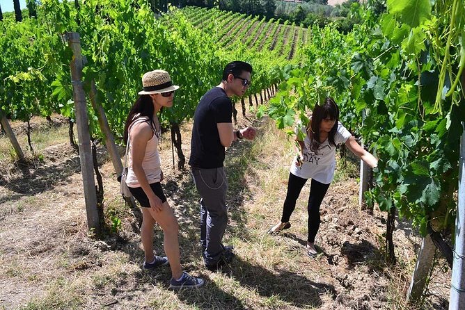 Small-Group Vernaccia Di San Gimignano Wine Tour - White and Red Wines - Traveler Reviews